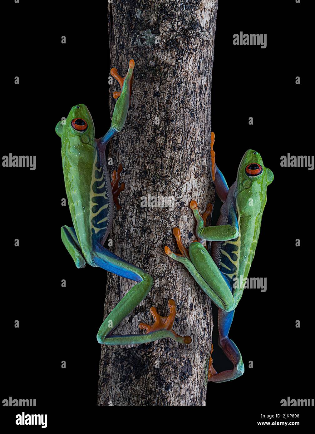 A vertical shot of two red-eyed tree frogs on a trunk of a tree Stock ...
