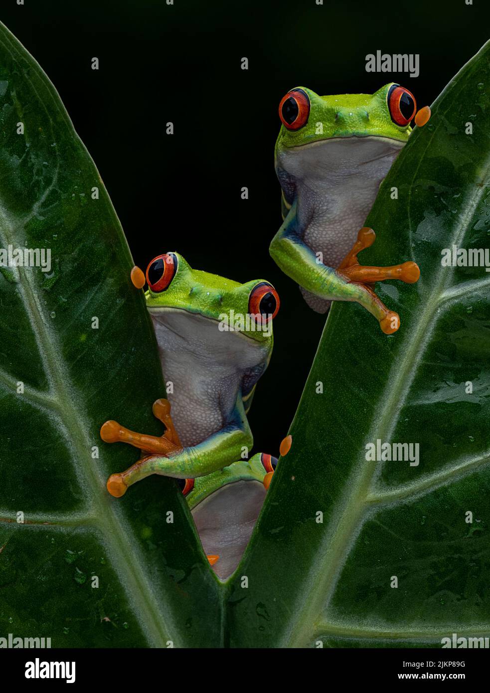 Two red-eyed tree frogs on a branch of a plant with a blurred ...