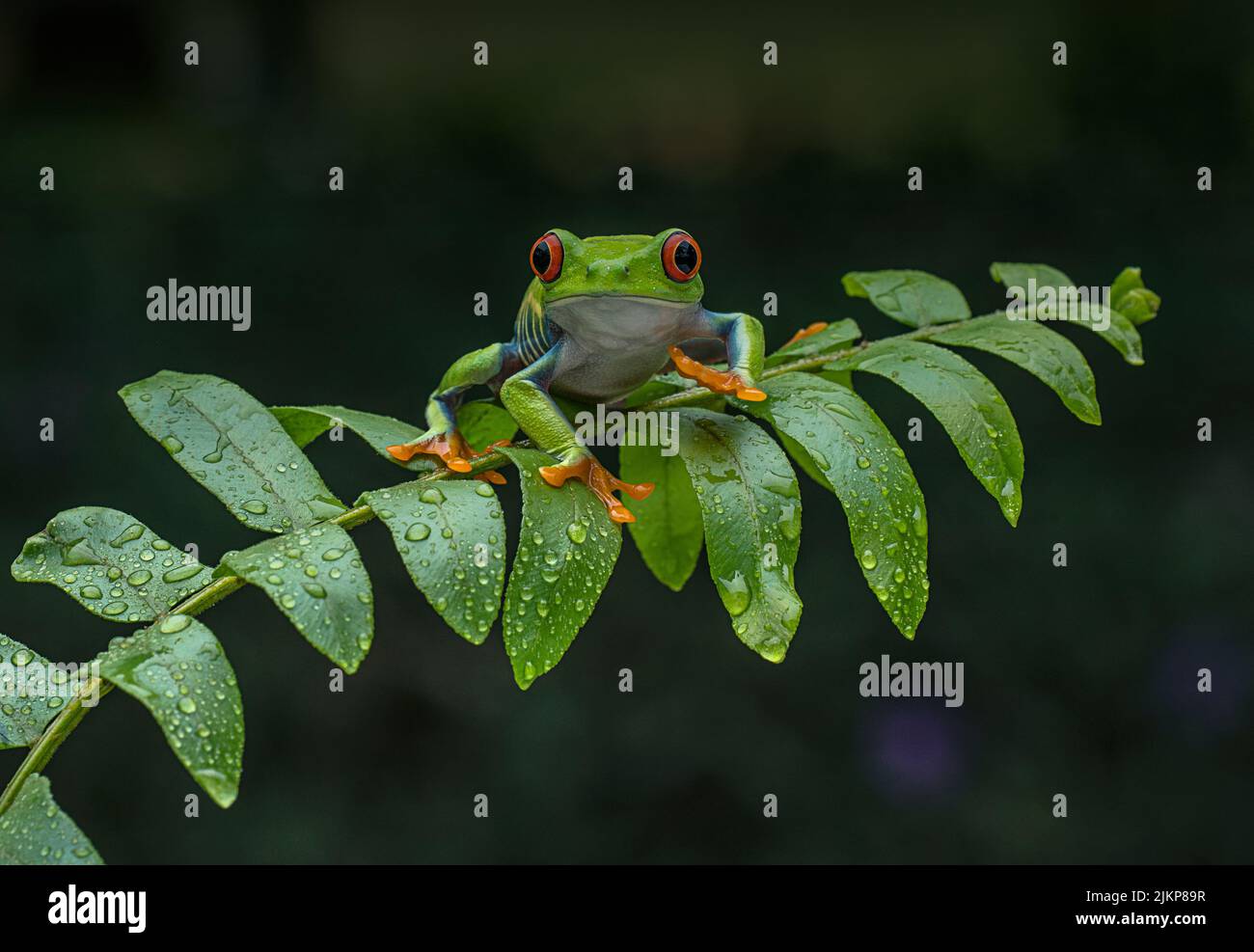 A red-eyed tree frog on a branch of a plant with a blurred background ...
