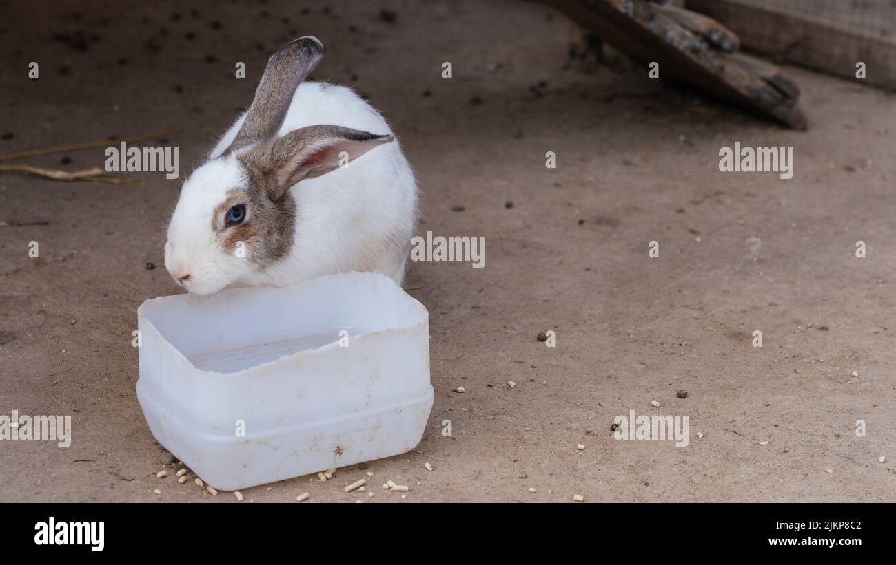 White rabbit drinking water from hi-res stock photography and images ...