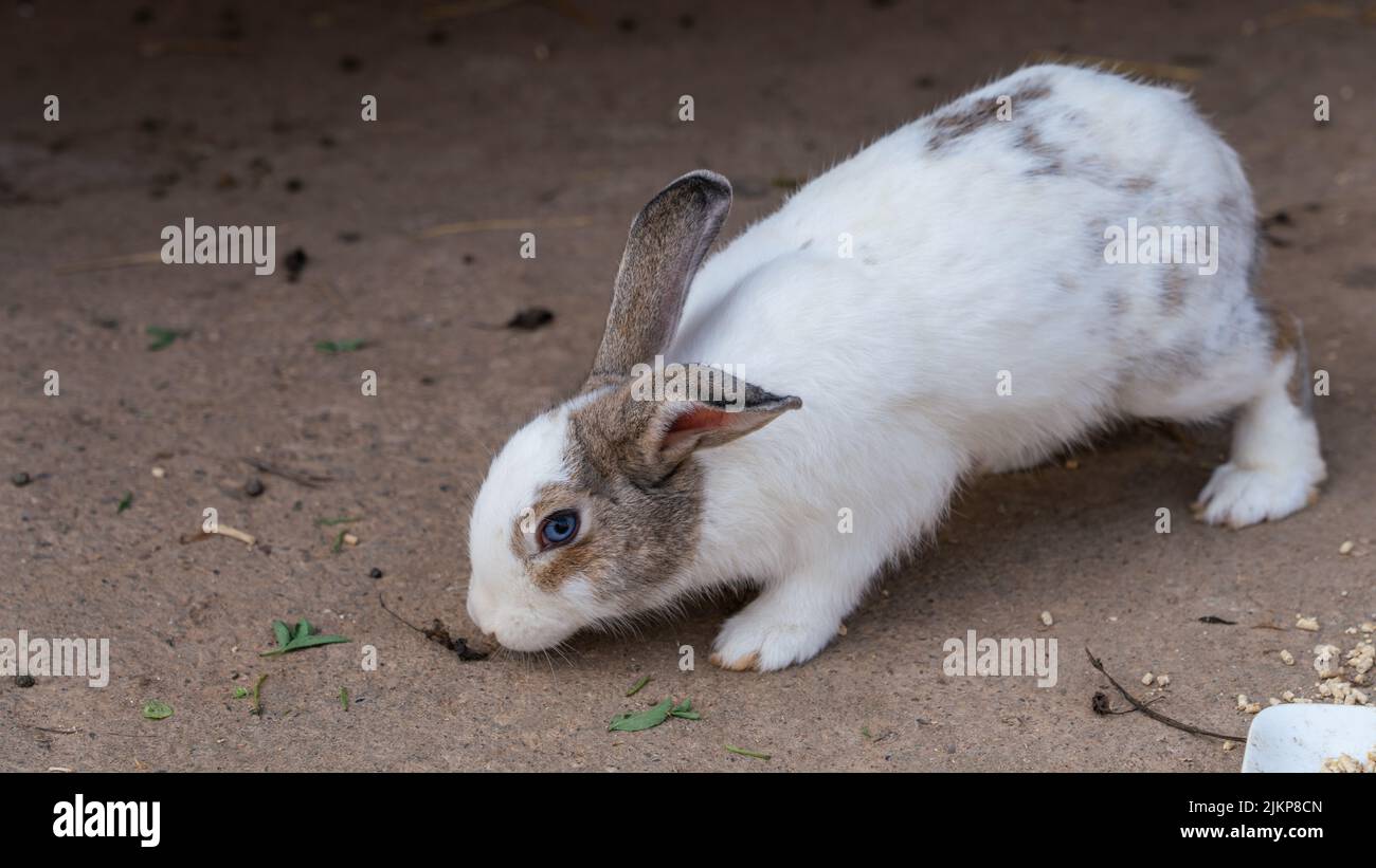 A closeup of a white furry Gotland rabbit eating small leaves on ground ...