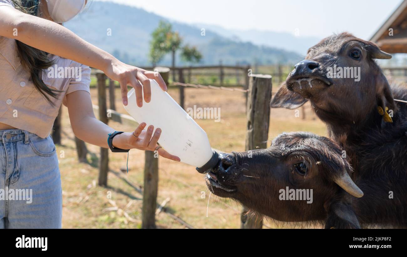 Carabaro buffaloes hi-res stock photography and images - Alamy