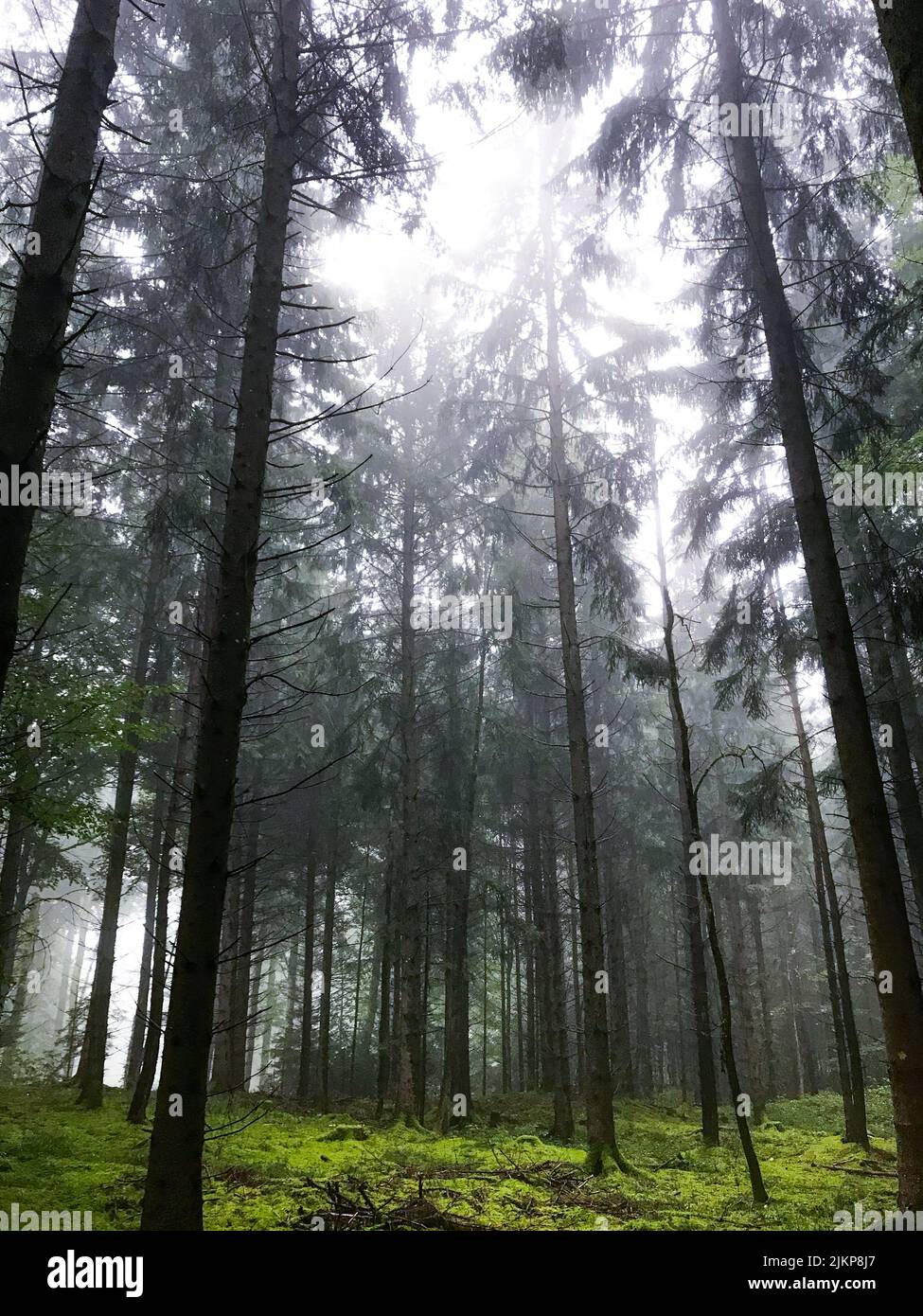 A Vertical shot of green long trees in the forest with sun rays Stock ...