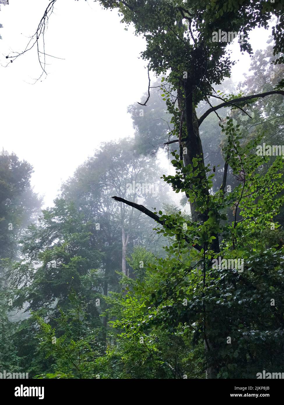 Long shot trees hi-res stock photography and images - Alamy