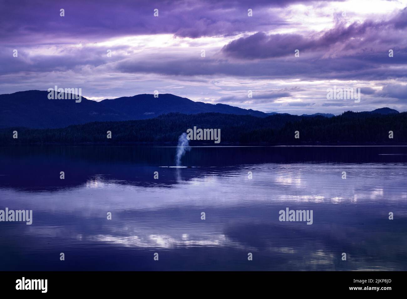 A beautiful scene of a Humpback whale surfacing at sunset in purple ...