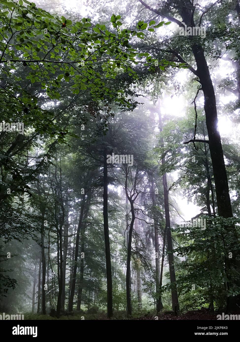 A vertical shot of green long trees in the forest with sun rays Stock ...