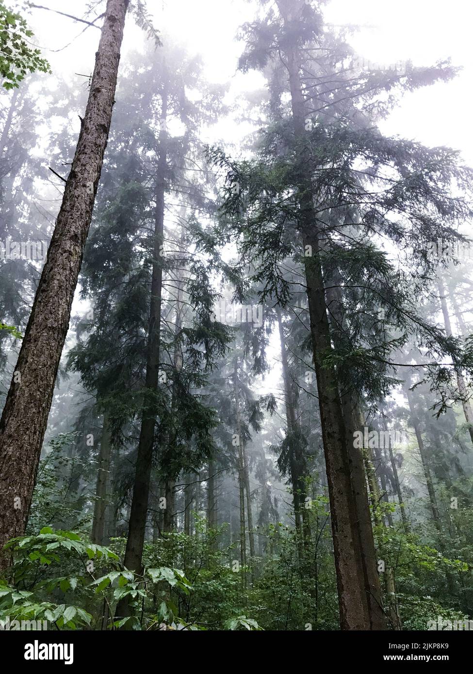 A Vertical shot of green long trees in the forest with sun rays Stock ...