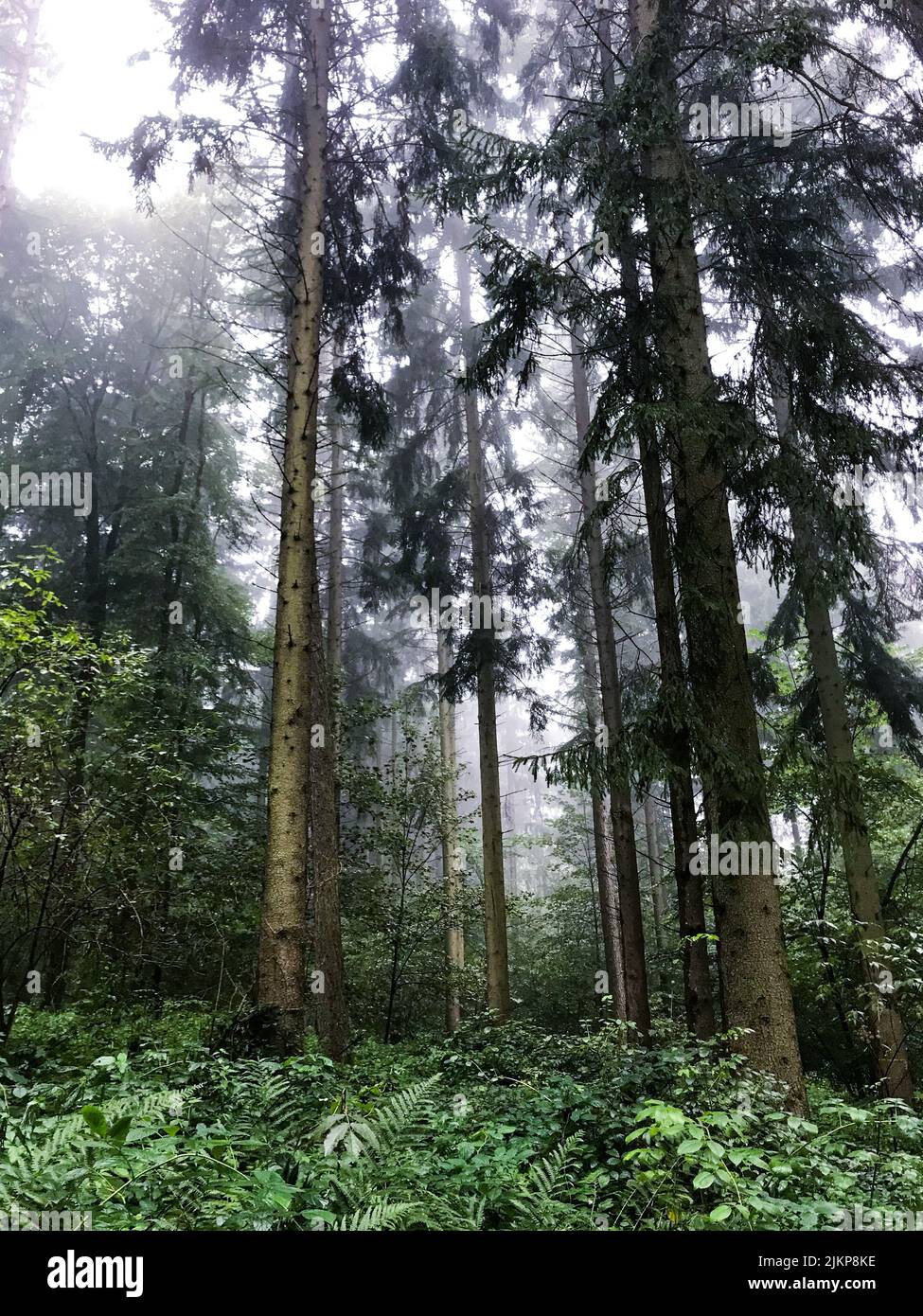 Green forest trees flora nature hi-res stock photography and images - Alamy