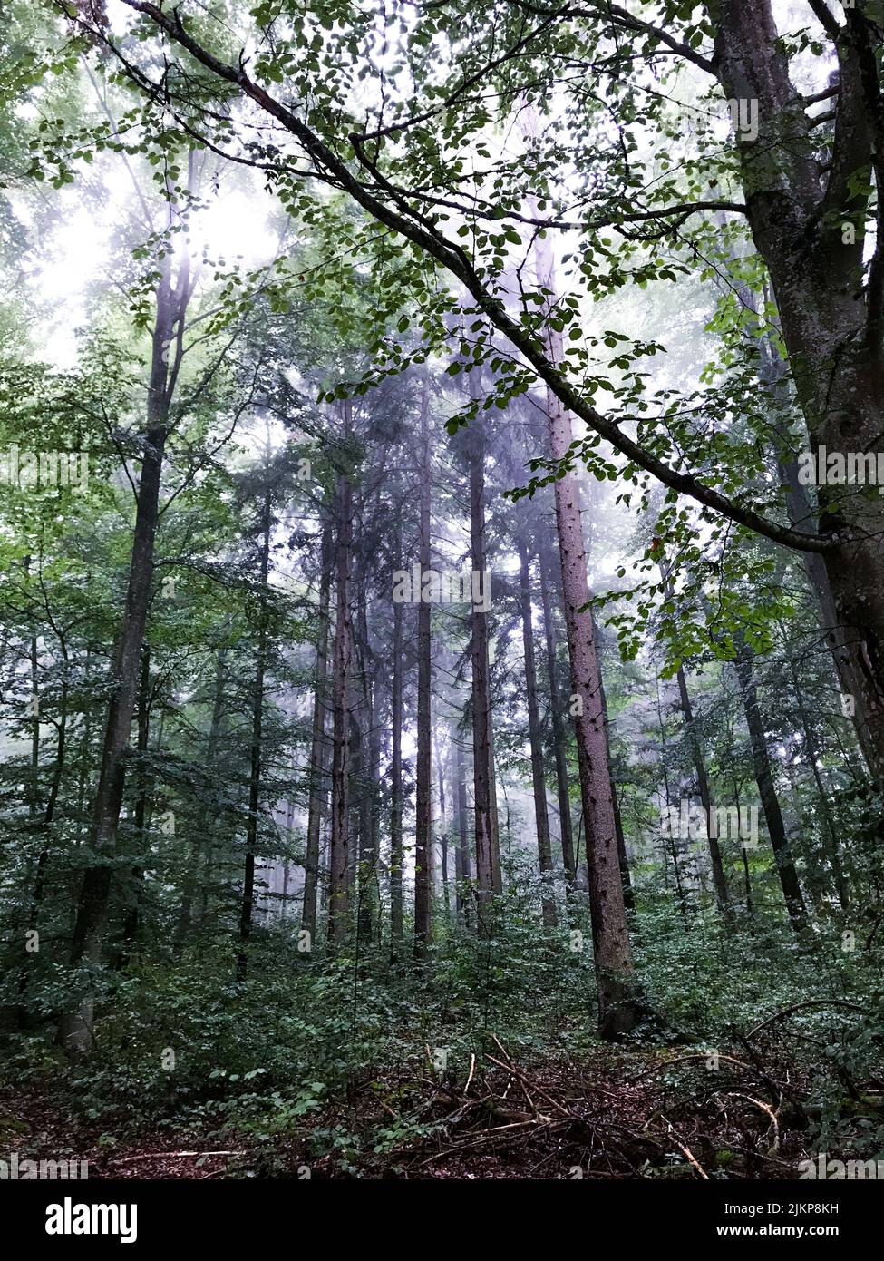 A Vertical shot of green long trees in the forest with sun rays Stock ...
