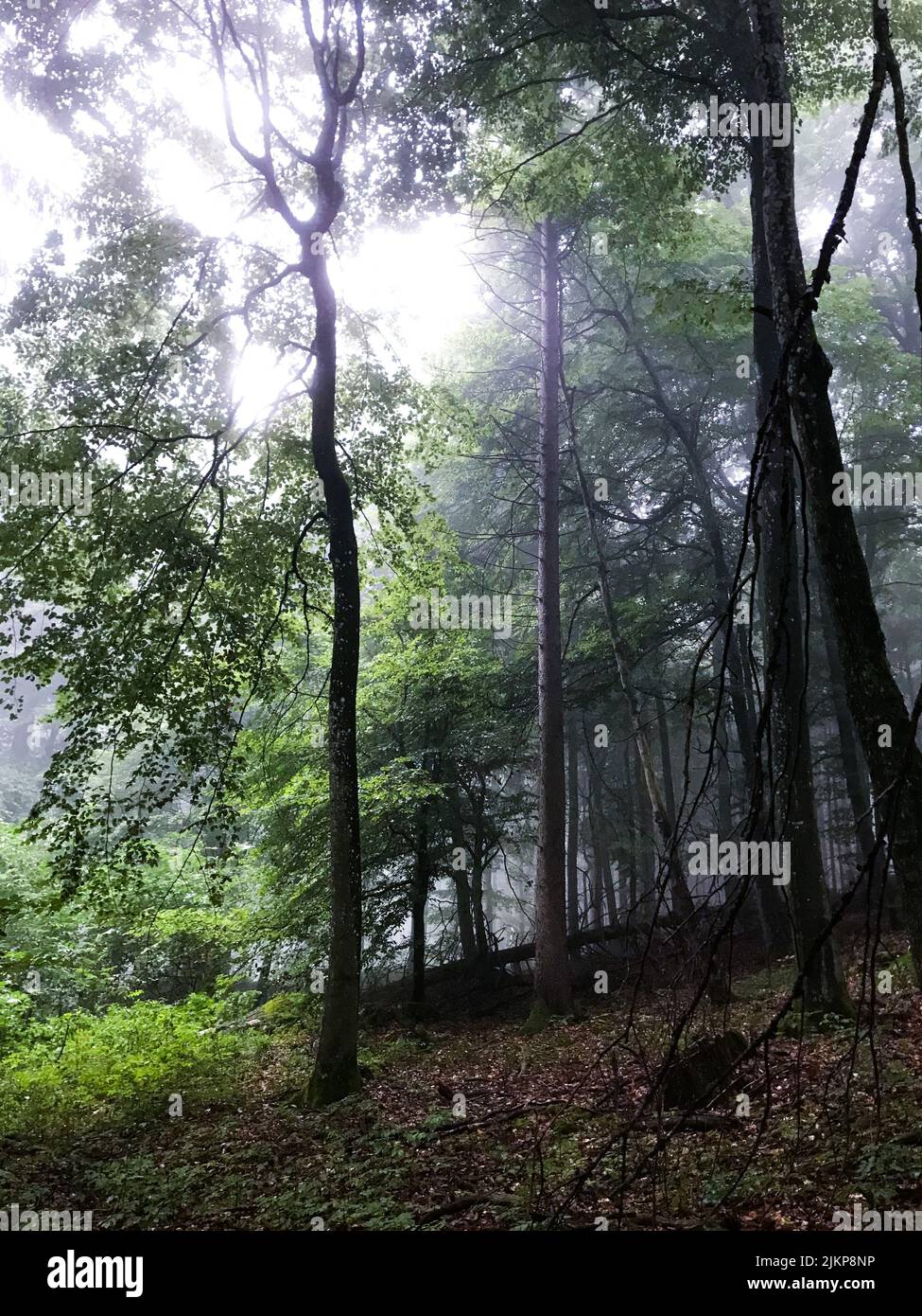 A vertical shot of an evergreen forest with tall trees on a foggy day Stock Photo - Alamy