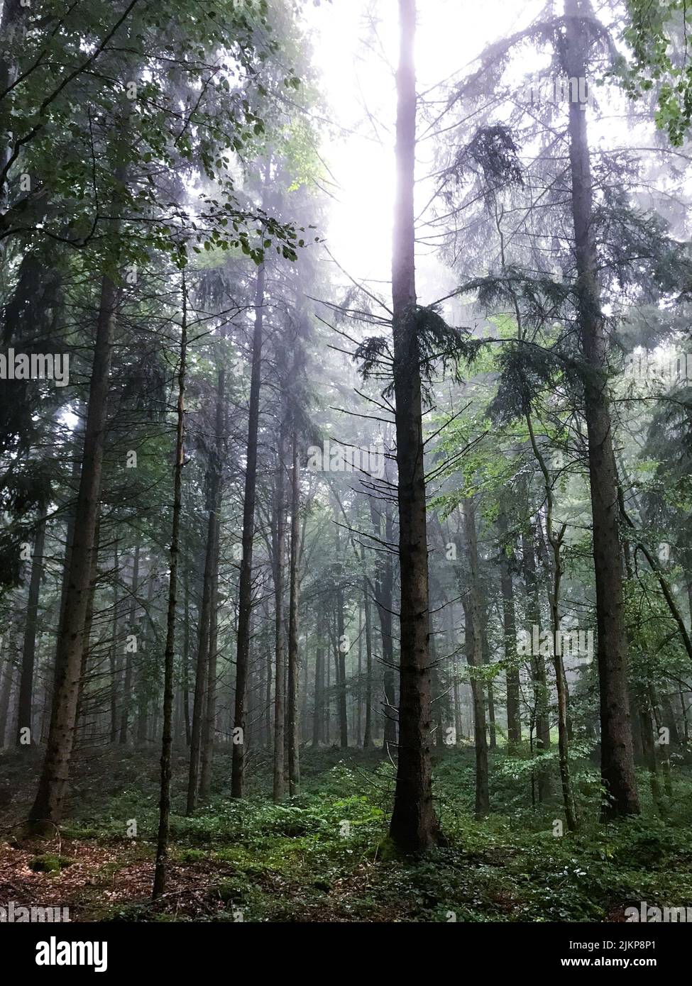 A vertical shot of an evergreen forest with tall trees on a foggy day ...