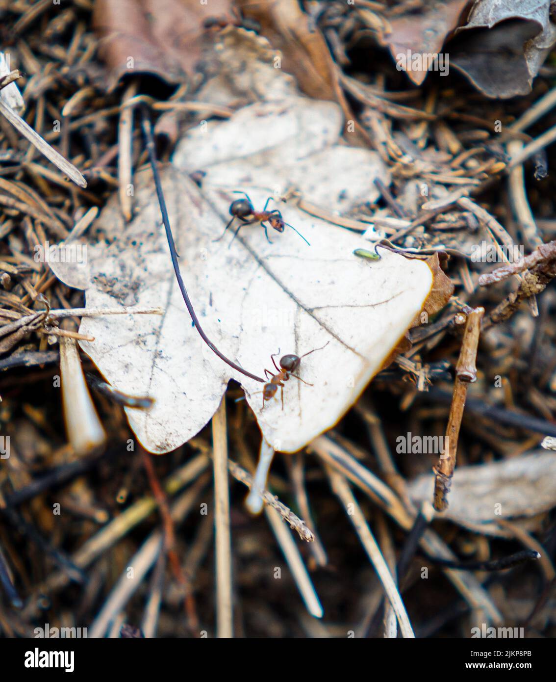 Ants on a leaf hi-res stock photography and images - Alamy