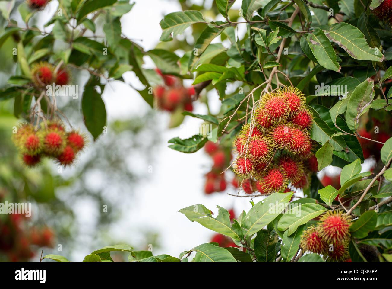 The red Beautiful Fresh rambutan fruit is on the rambutan tree ...