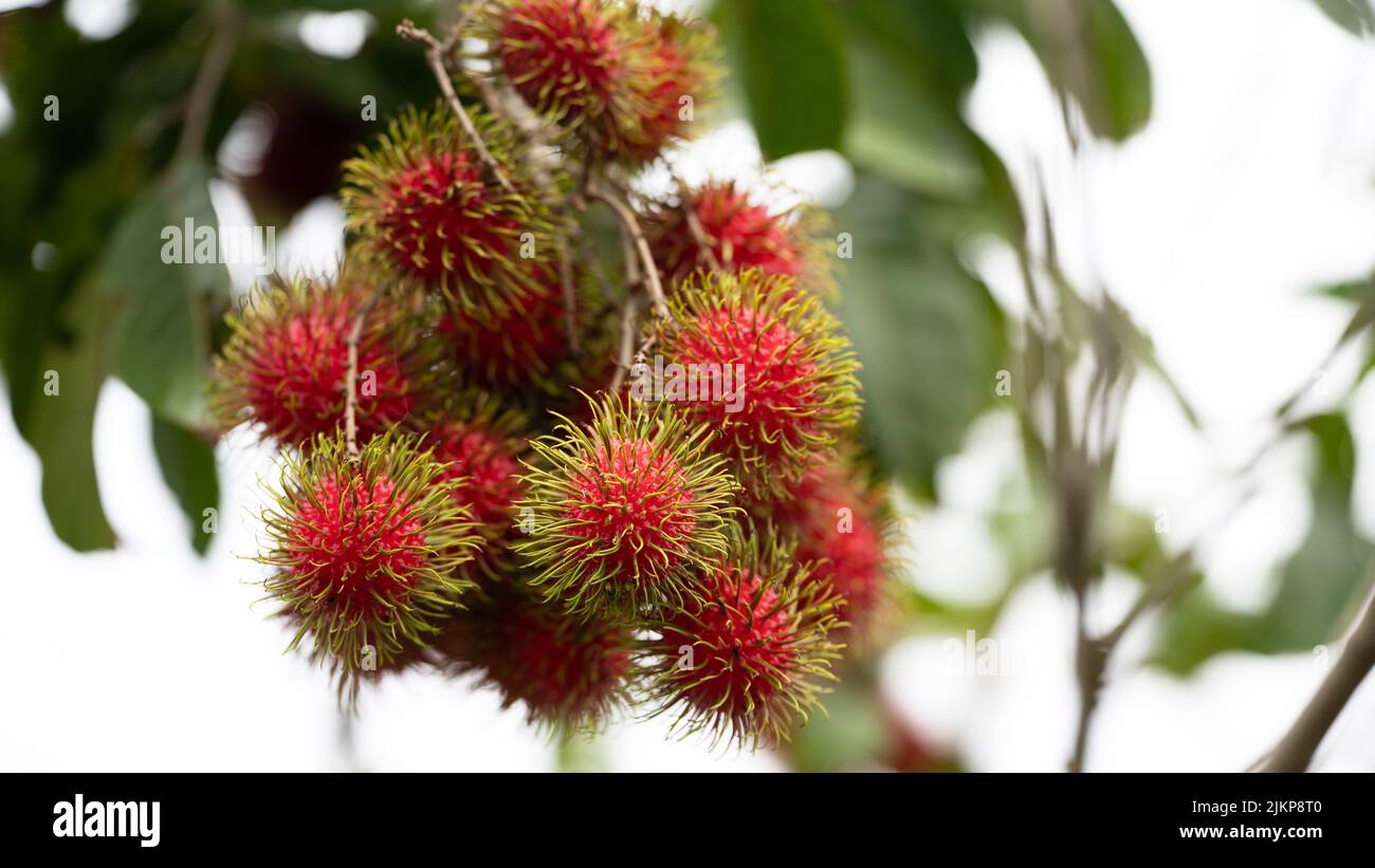 The red Beautiful Fresh rambutan fruit is on the rambutan tree ...