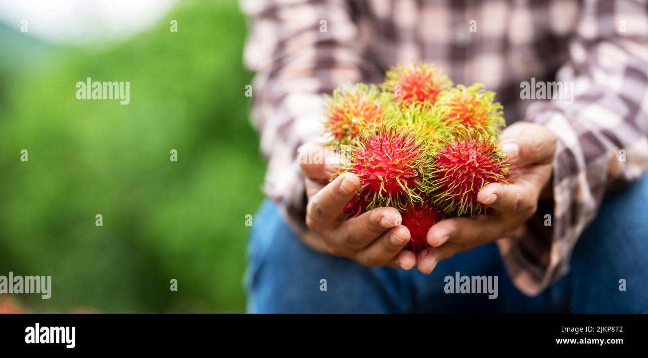 Asia Woman farmer Rambutan Farmer, female farmer holding pile of ...