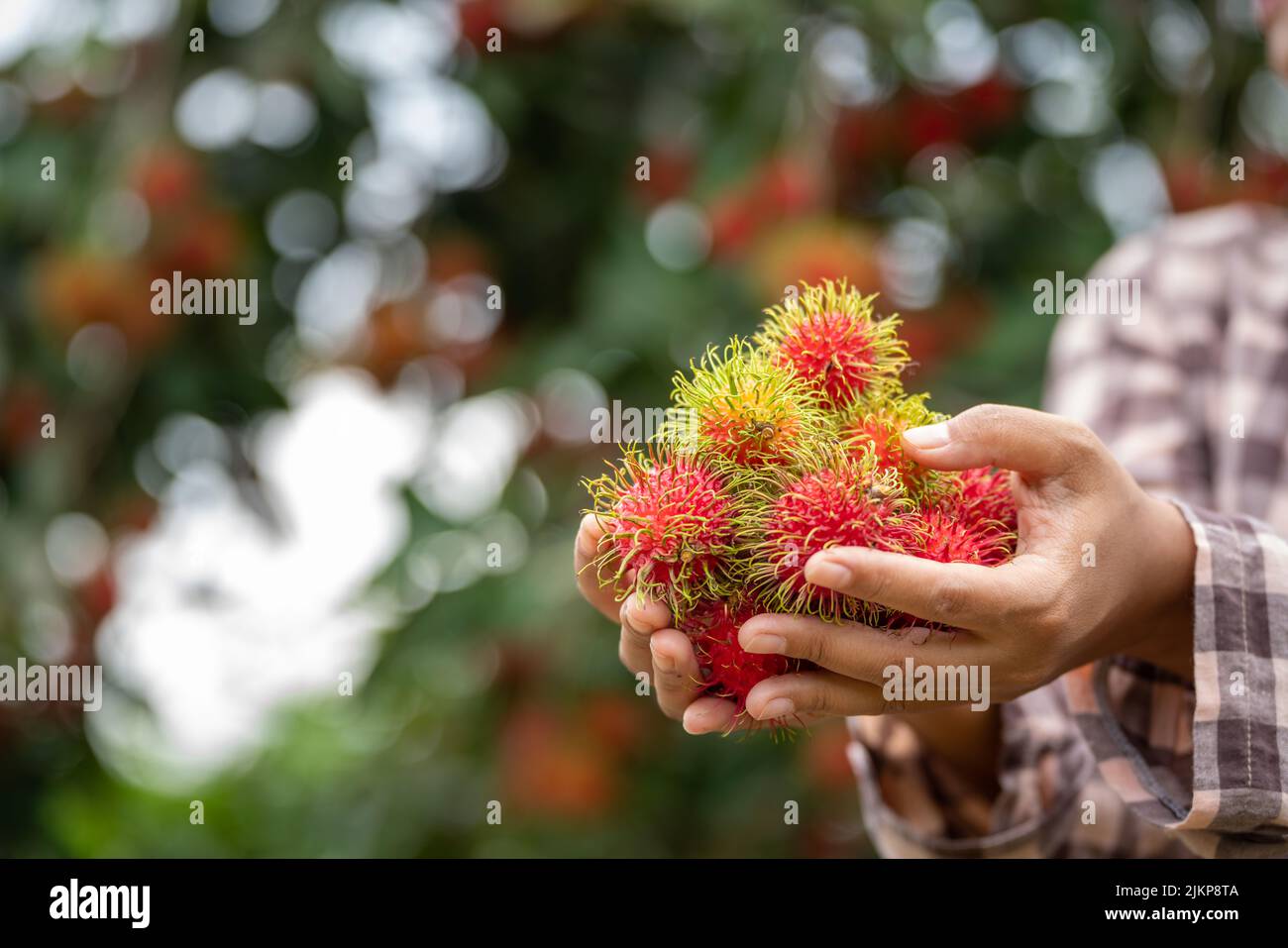 Asia Woman farmer Rambutan Farmer, female farmer holding pile of ...
