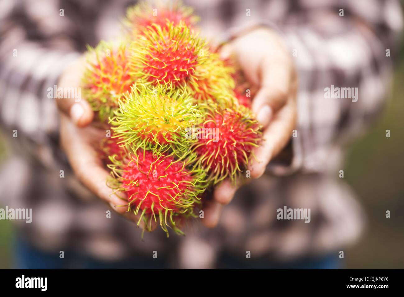 Asia Woman farmer Rambutan Farmer, female farmer holding pile of ...