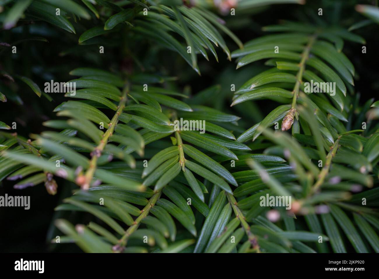 Evergreen yew shrub hi-res stock photography and images - Alamy