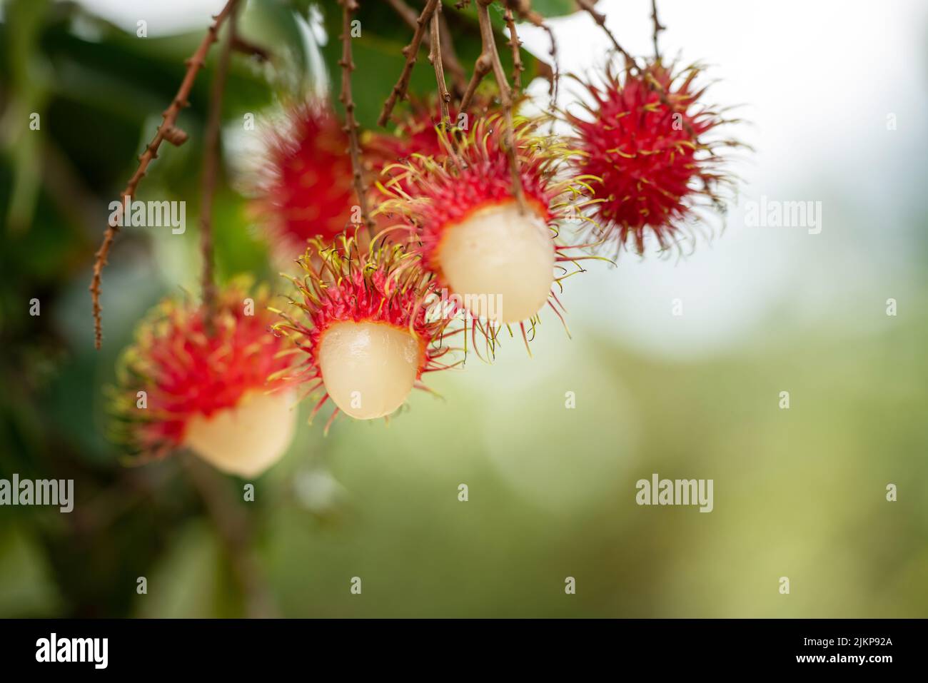 The red Beautiful Fresh rambutan fruit is on the rambutan tree ...