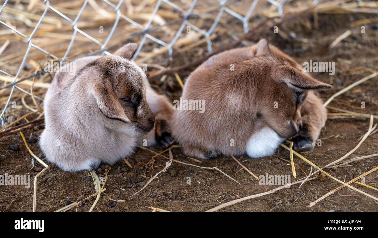 The cute Nigerian Dwarf goats sleeping on the farm near the fence Stock ...