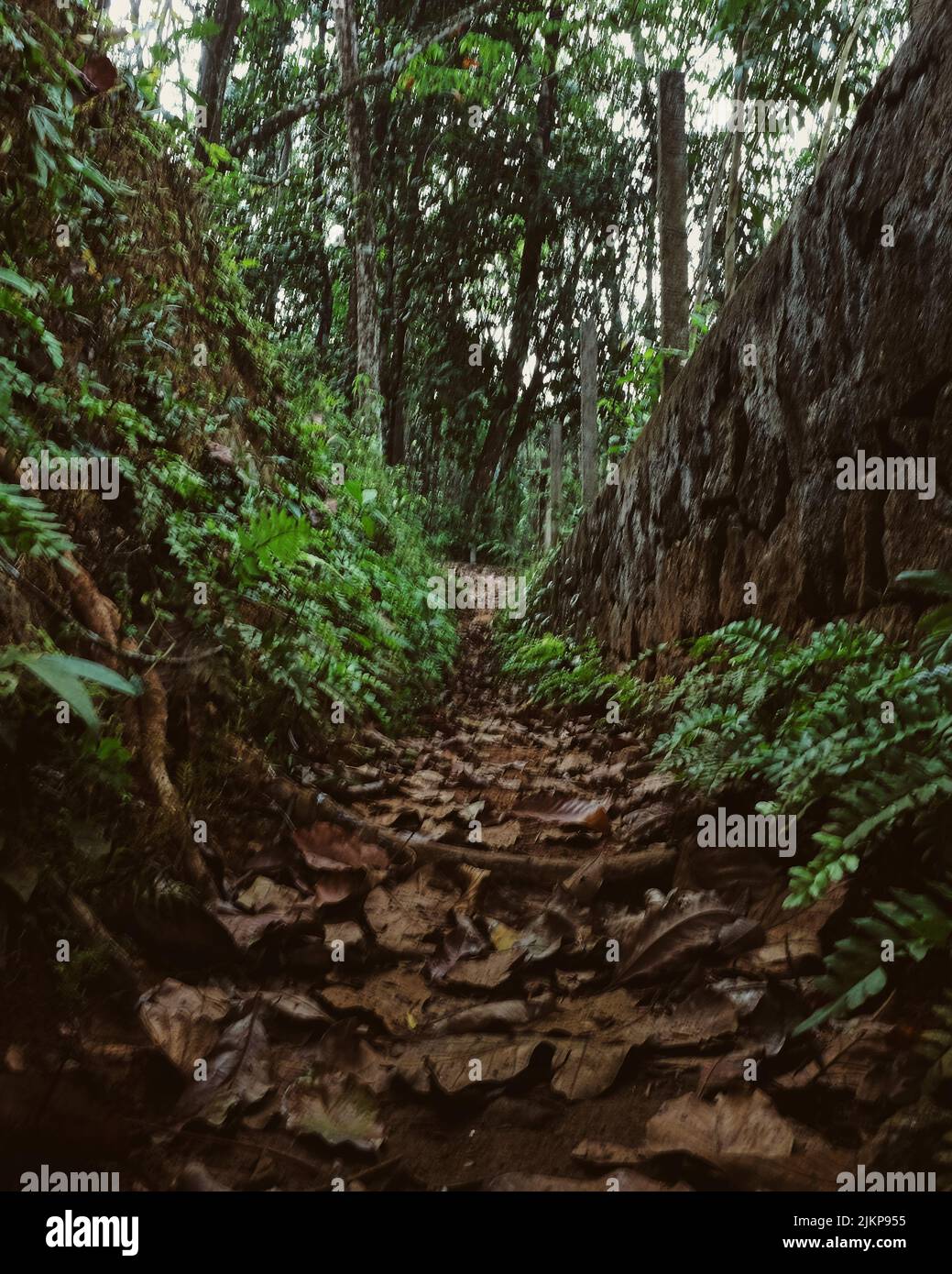 A vertical shot of a narrow path surrounded by rich vegetation Stock ...
