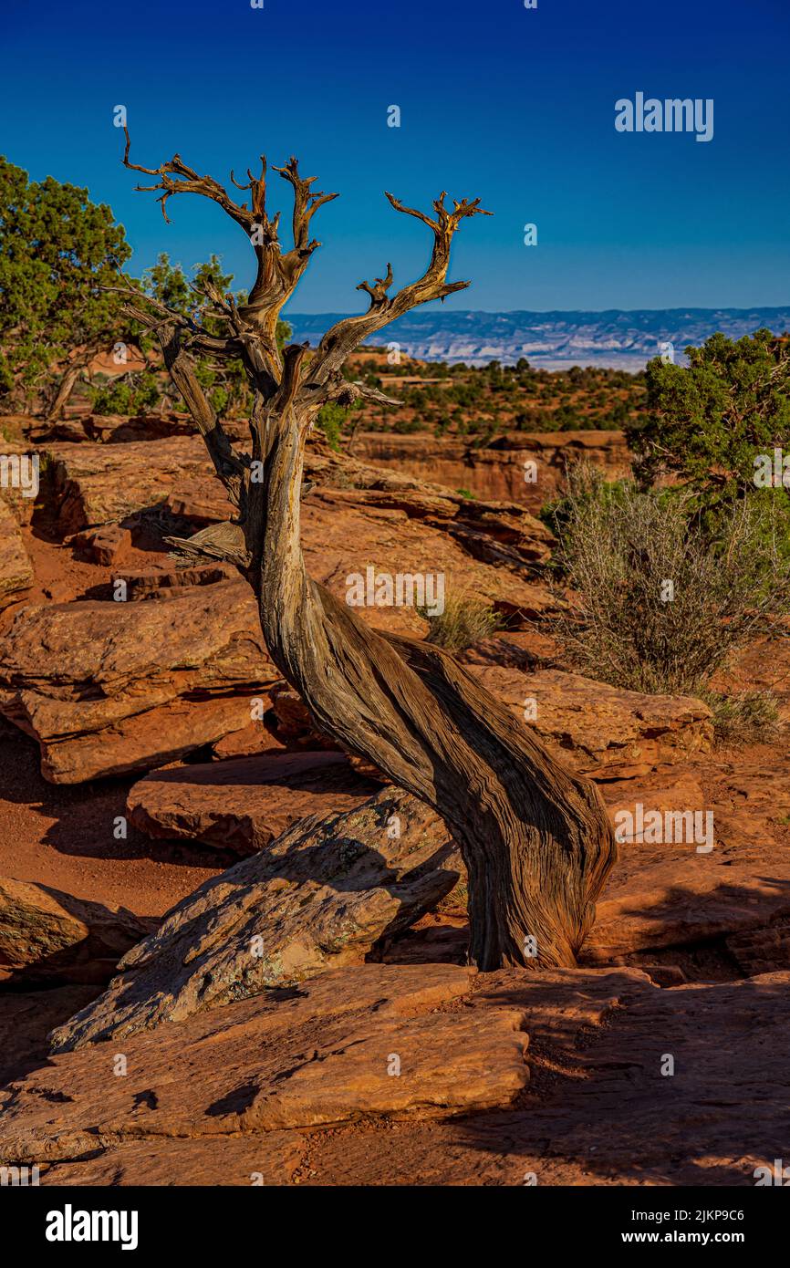 A beautiful cedar tree trunk on the plateau of the Colorado National ...