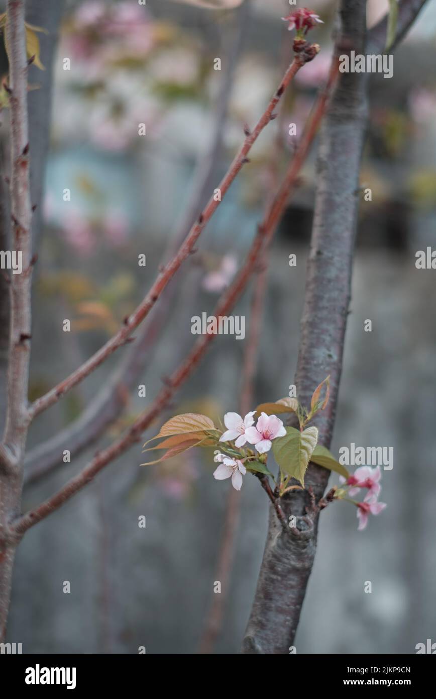 A vertical shot of cherry blossoms during the day in spring Stock Photo ...