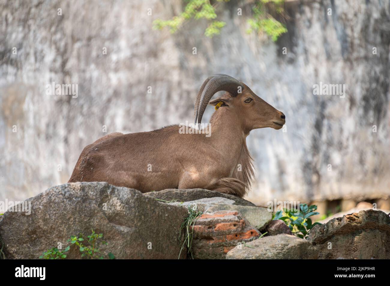 Capra rock hi-res stock photography and images - Alamy