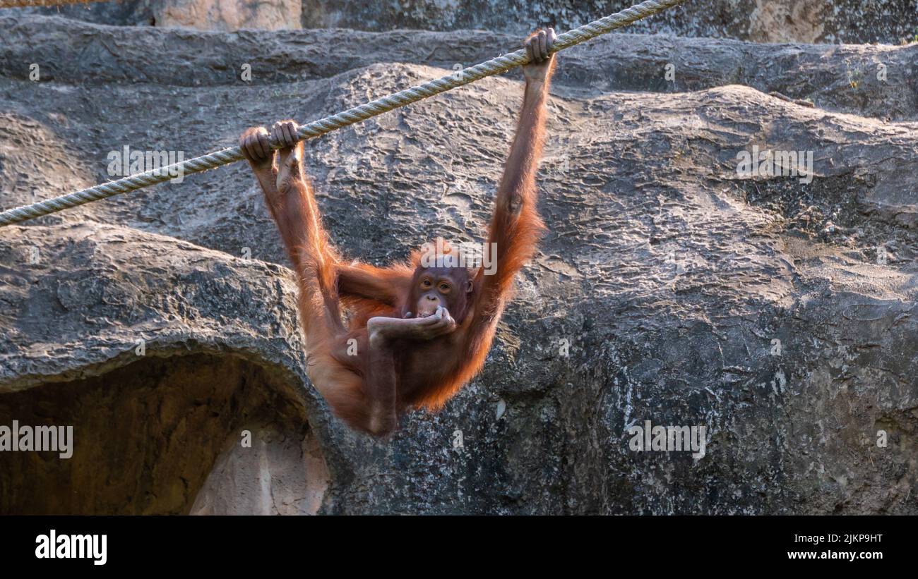 A closeup of an Orangutan hanging on a rope Stock Photo - Alamy