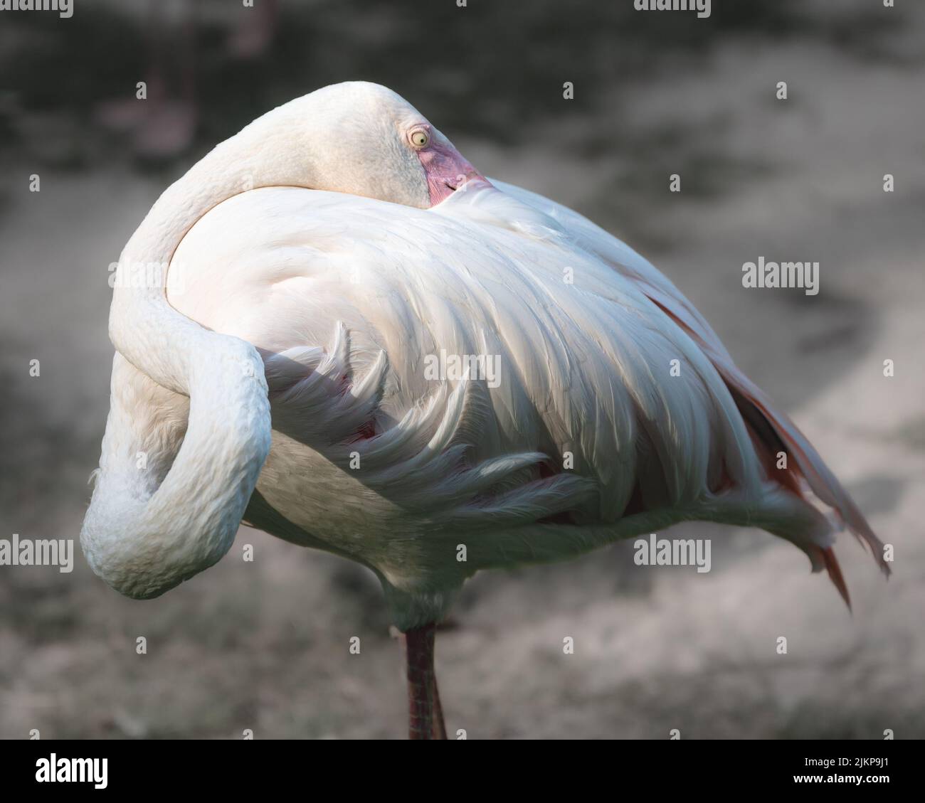 White wildlife hi-res stock photography and images - Alamy