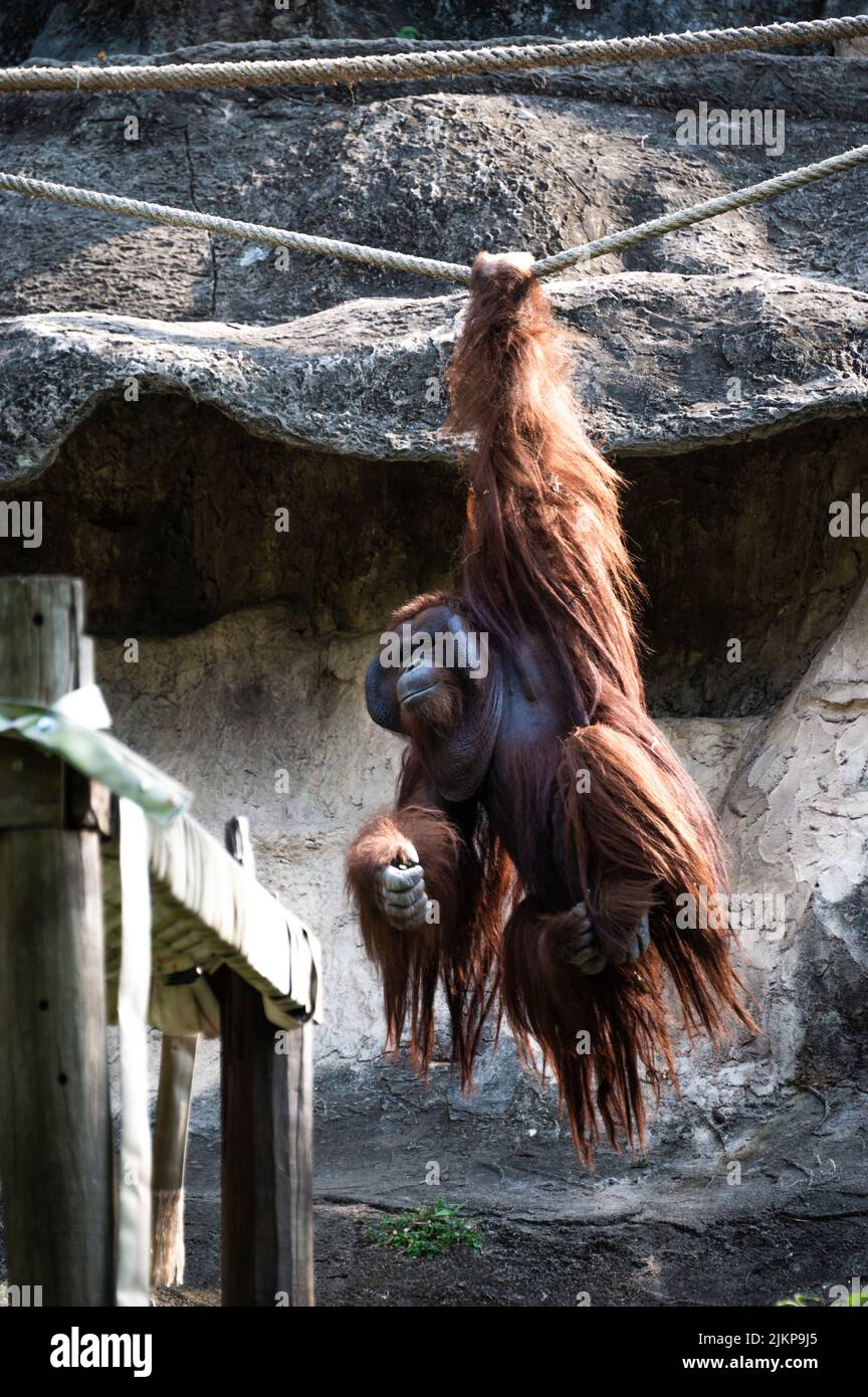 Ape hanging on rope hi-res stock photography and images - Alamy