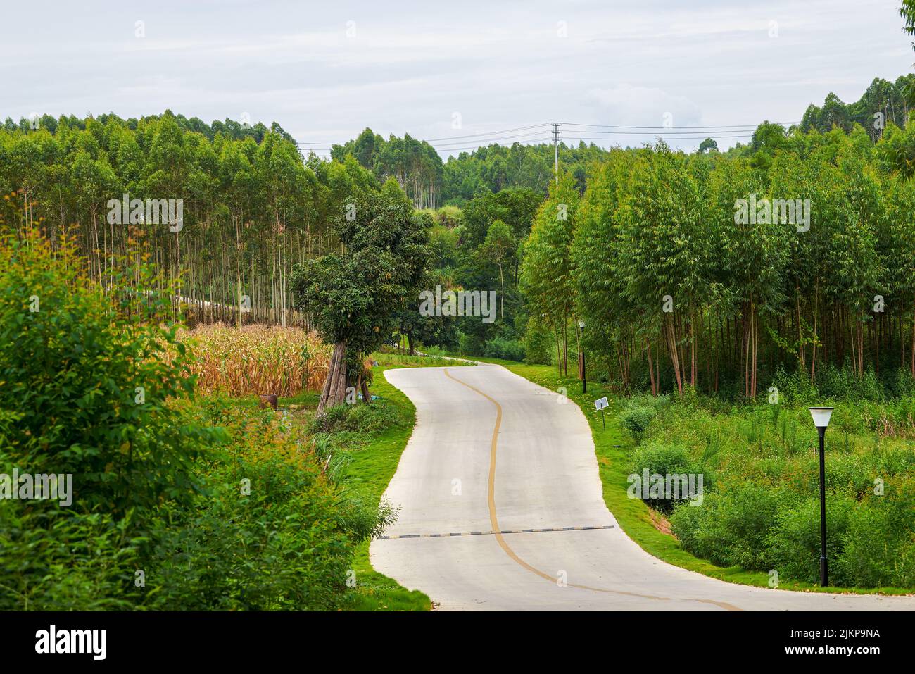 Mountain road on the outskirts of the green tree-shaded countryside ...