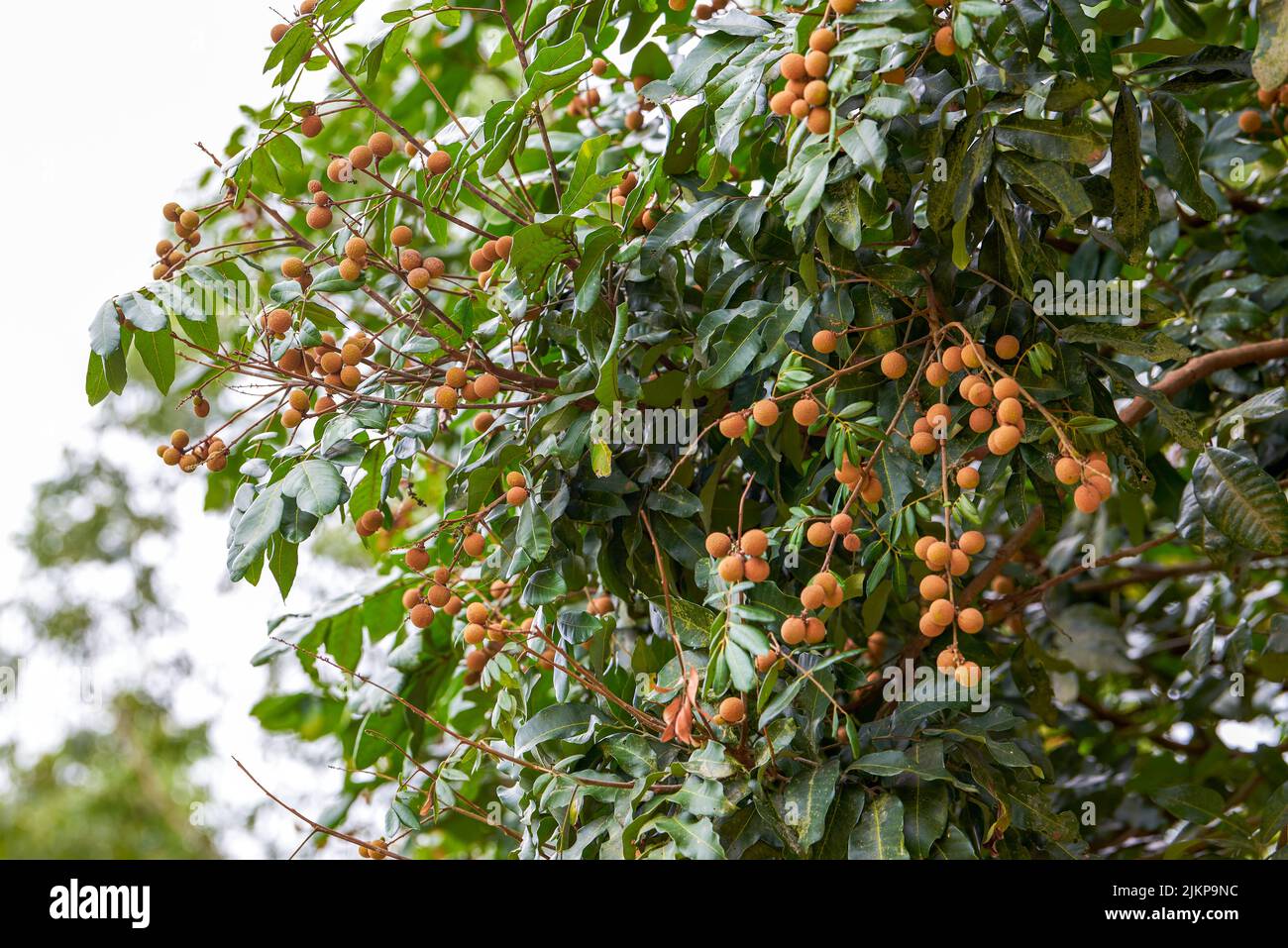 Longan twig hi-res stock photography and images - Alamy