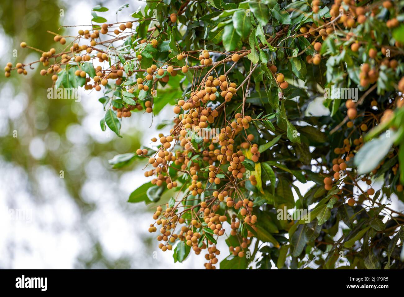 Longan twig hi-res stock photography and images - Alamy