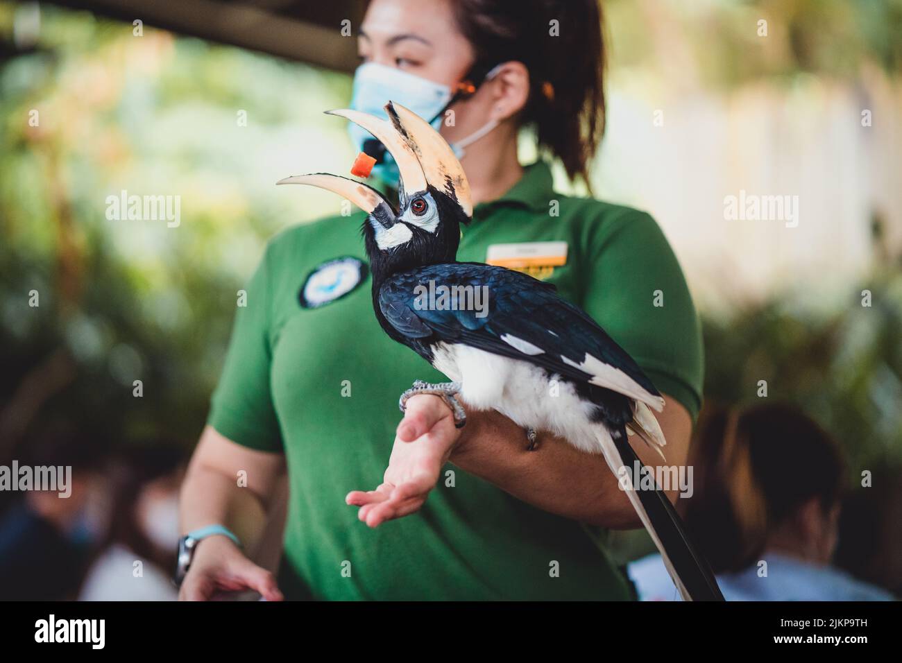 A closeup of a hornbill eating food in River Wonders, Singapore Stock ...