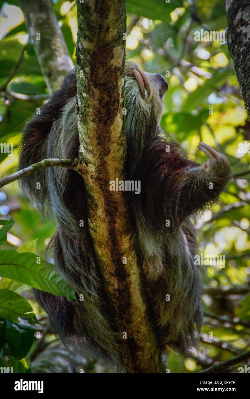 Sloth lying on a tree branch hi-res stock photography and images - Alamy