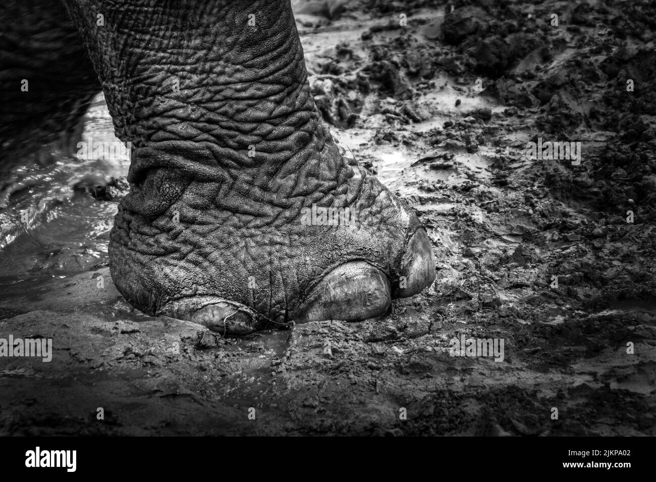 Elephant Footprint Black And White
