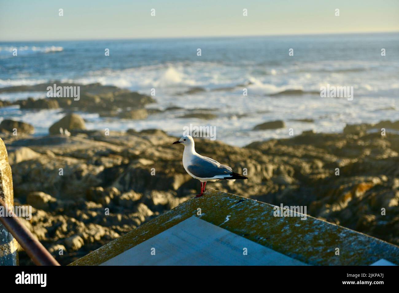 A scenic view of a seagull perched on a stone surface on a blurred ...