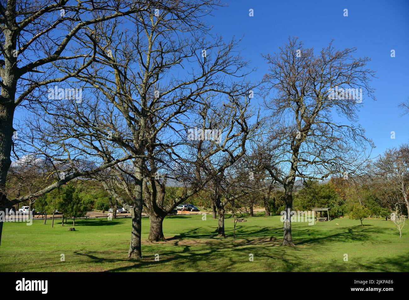 A beautiful green park with high leafless trees against a clear blue ...
