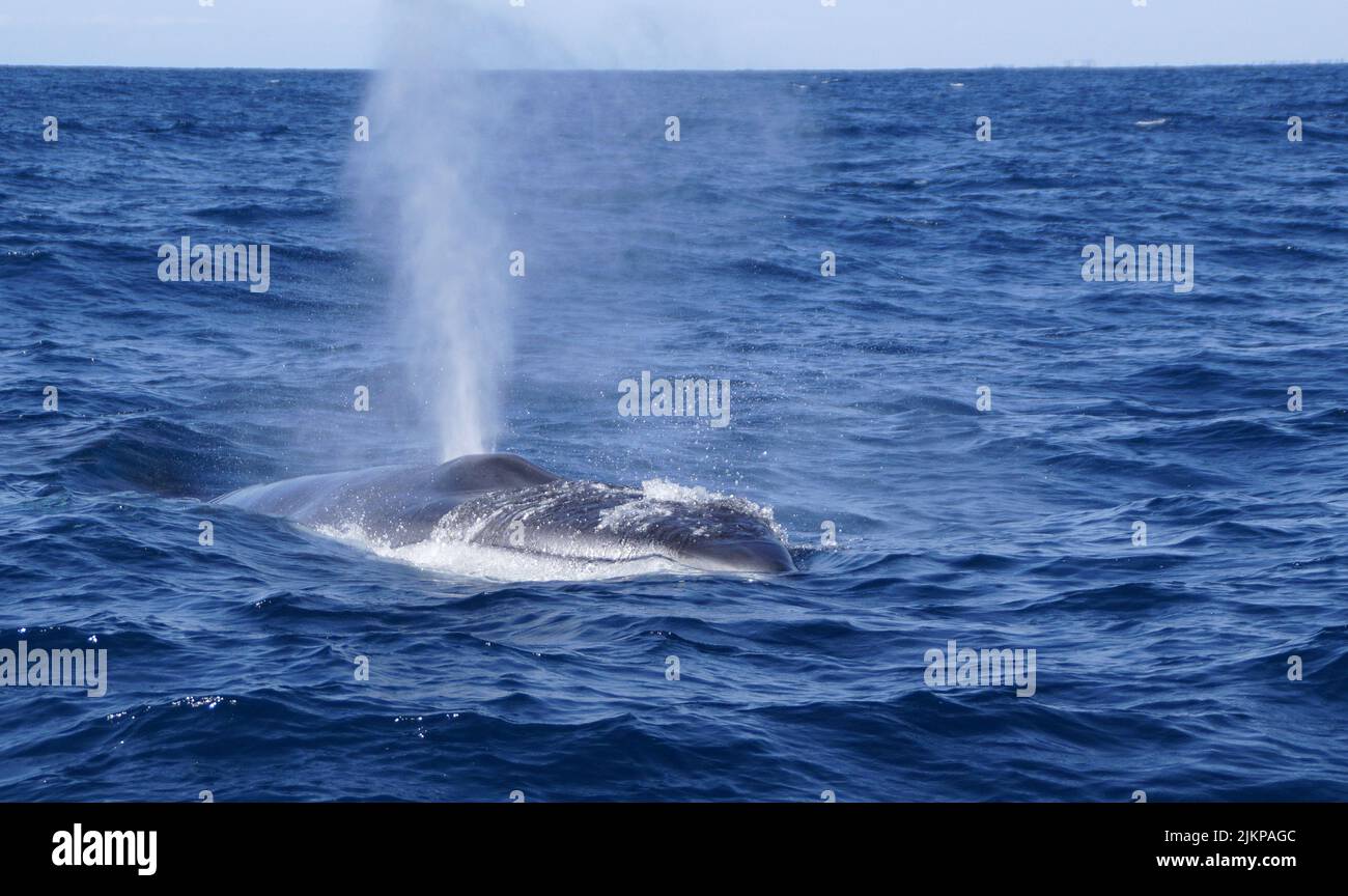 Whale in the big blue sea hi-res stock photography and images - Alamy