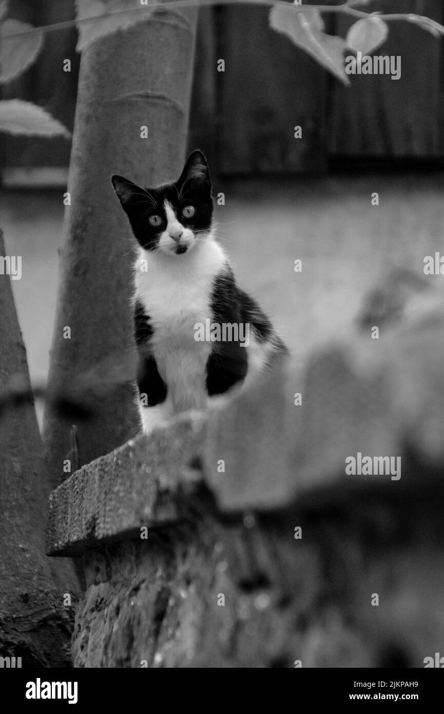 Staring street cat Black and White Stock Photos & Images - Alamy