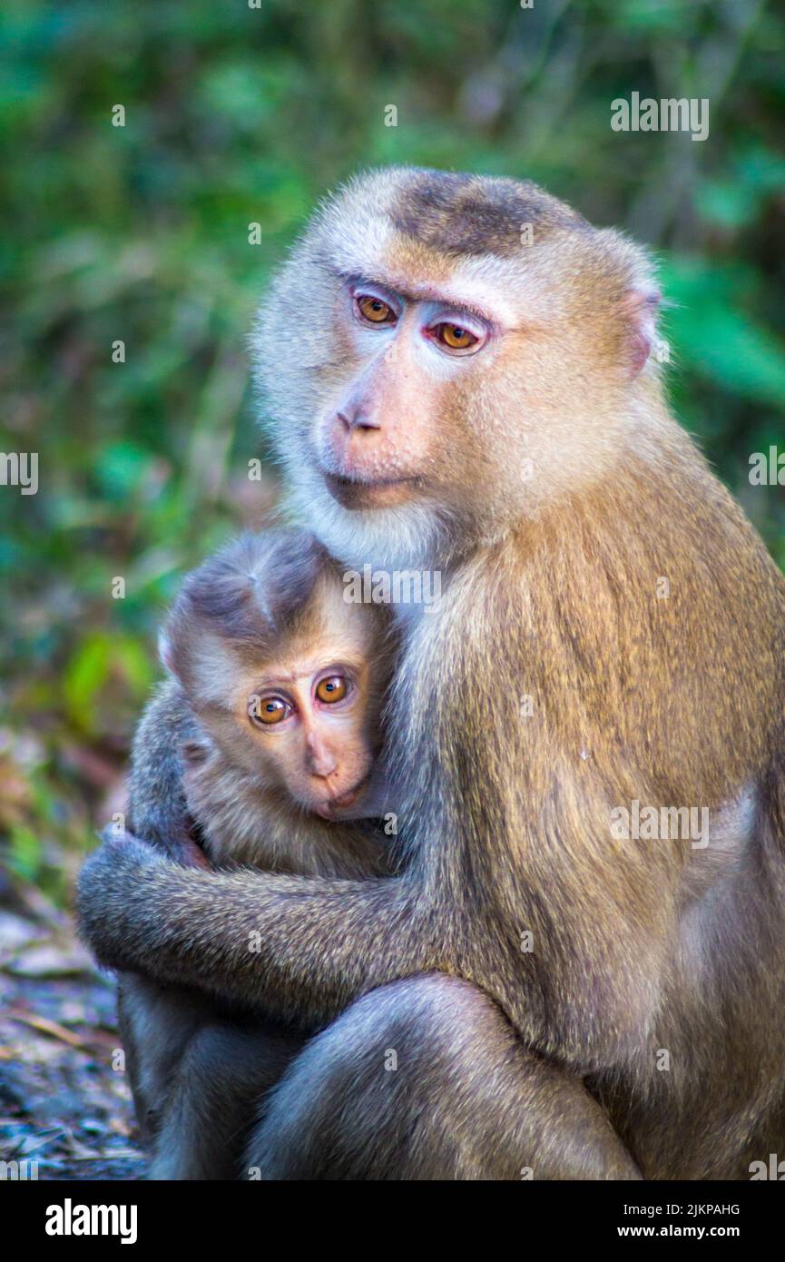 A vertical shot of a mother macaque hugging its baby in their natural ...
