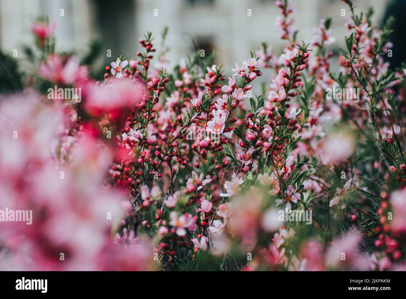 A closeup of dwarf Russian almond (Prunus tenella) bush with pink ...