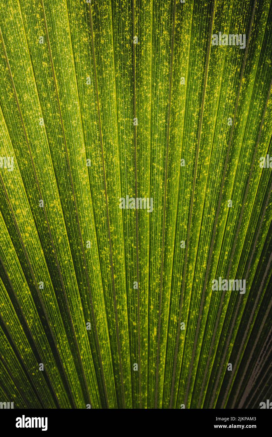 A closeup of a bright green leaf pattern with vertical lines Stock ...
