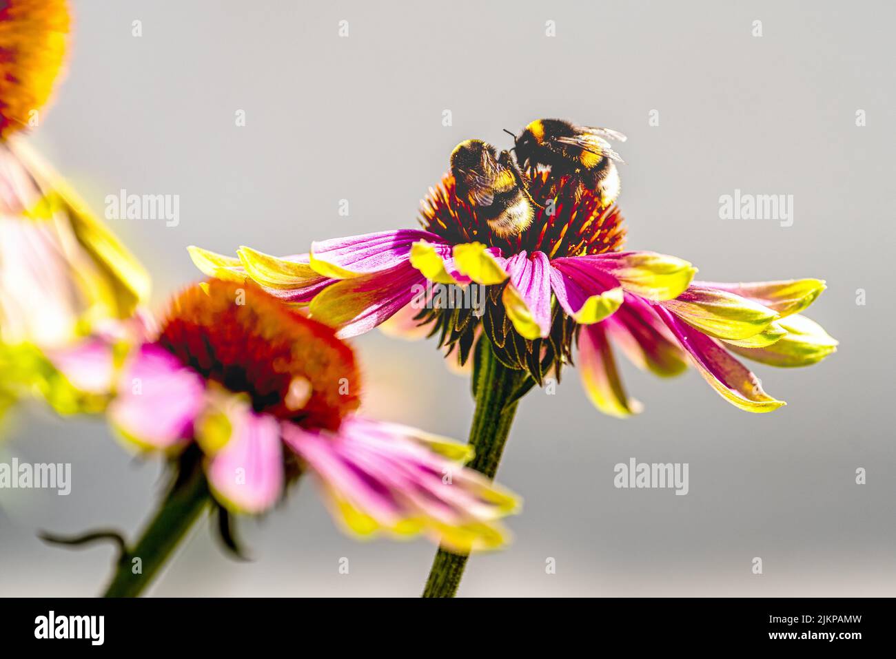 Bienchen hi-res stock photography and images - Alamy