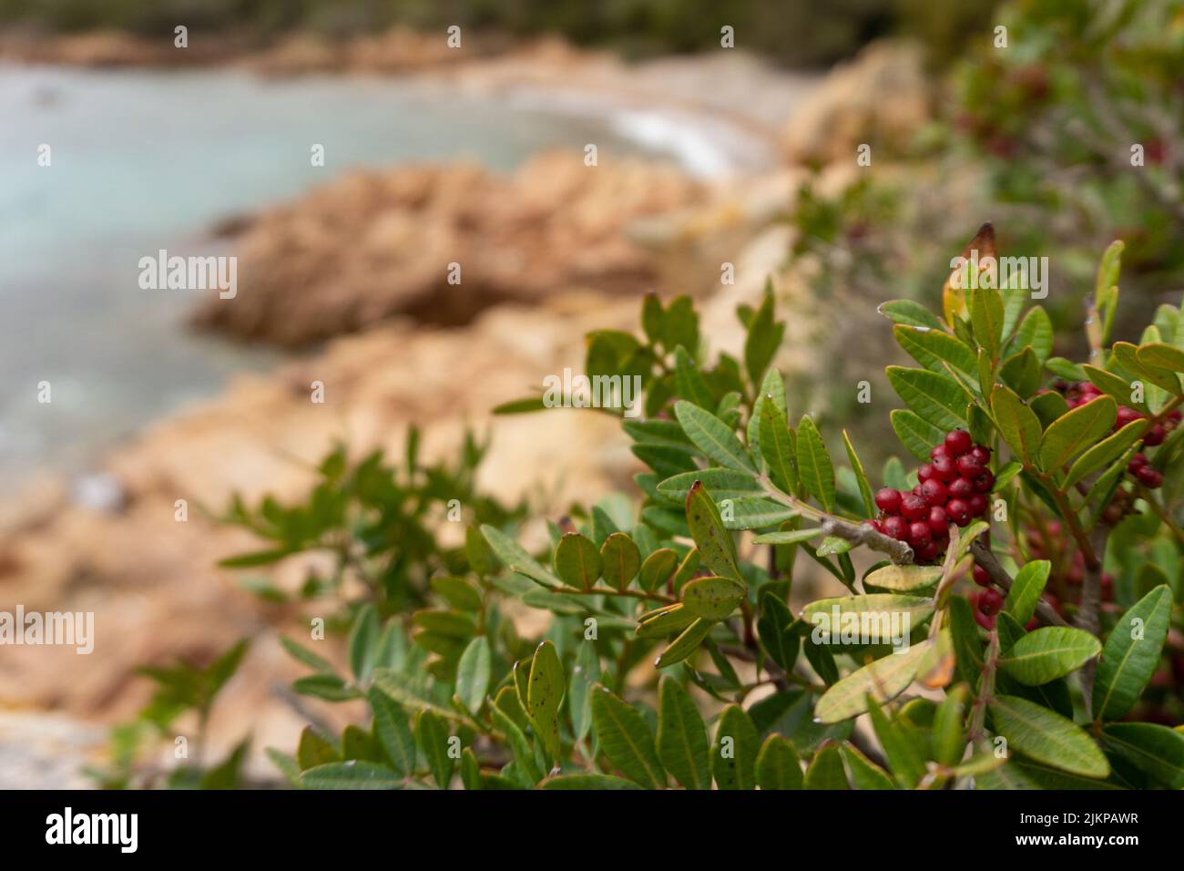 Mastic tree pistacia lentiscus fruits hi-res stock photography and ...