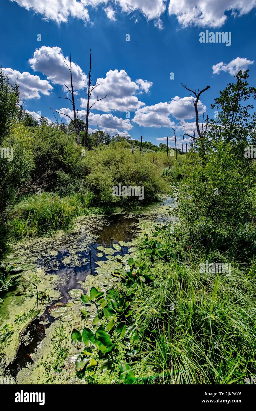Biotop in Berlin Stock Photo - Alamy