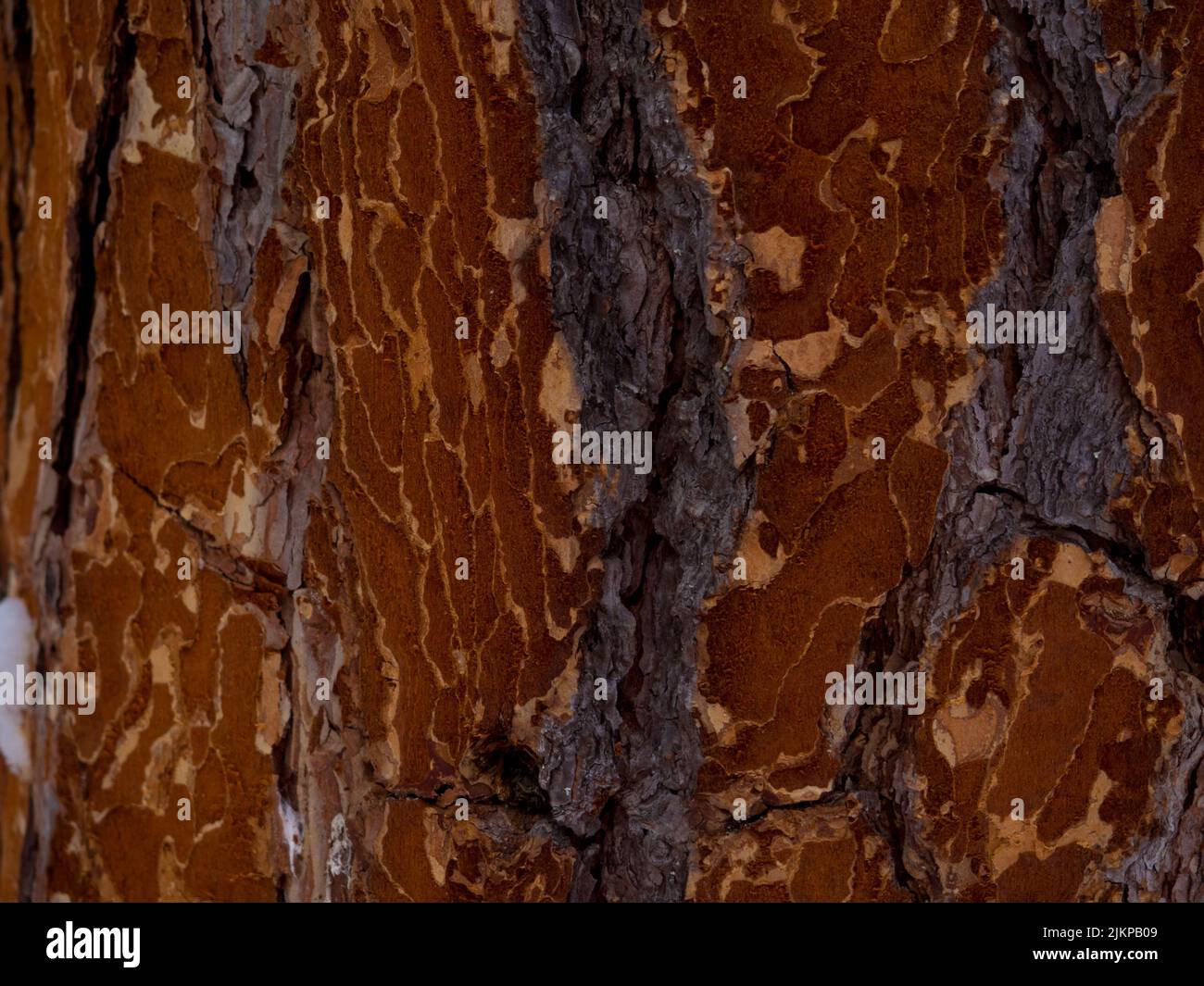 Tree trunk gnawed teeth hi-res stock photography and images - Alamy