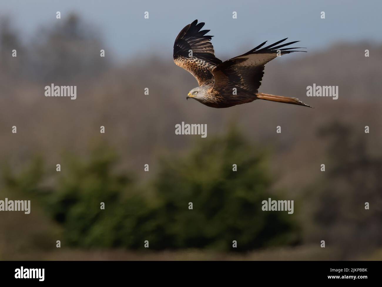 A brown Kite bird flying on a blurred background on a sunny day Stock ...