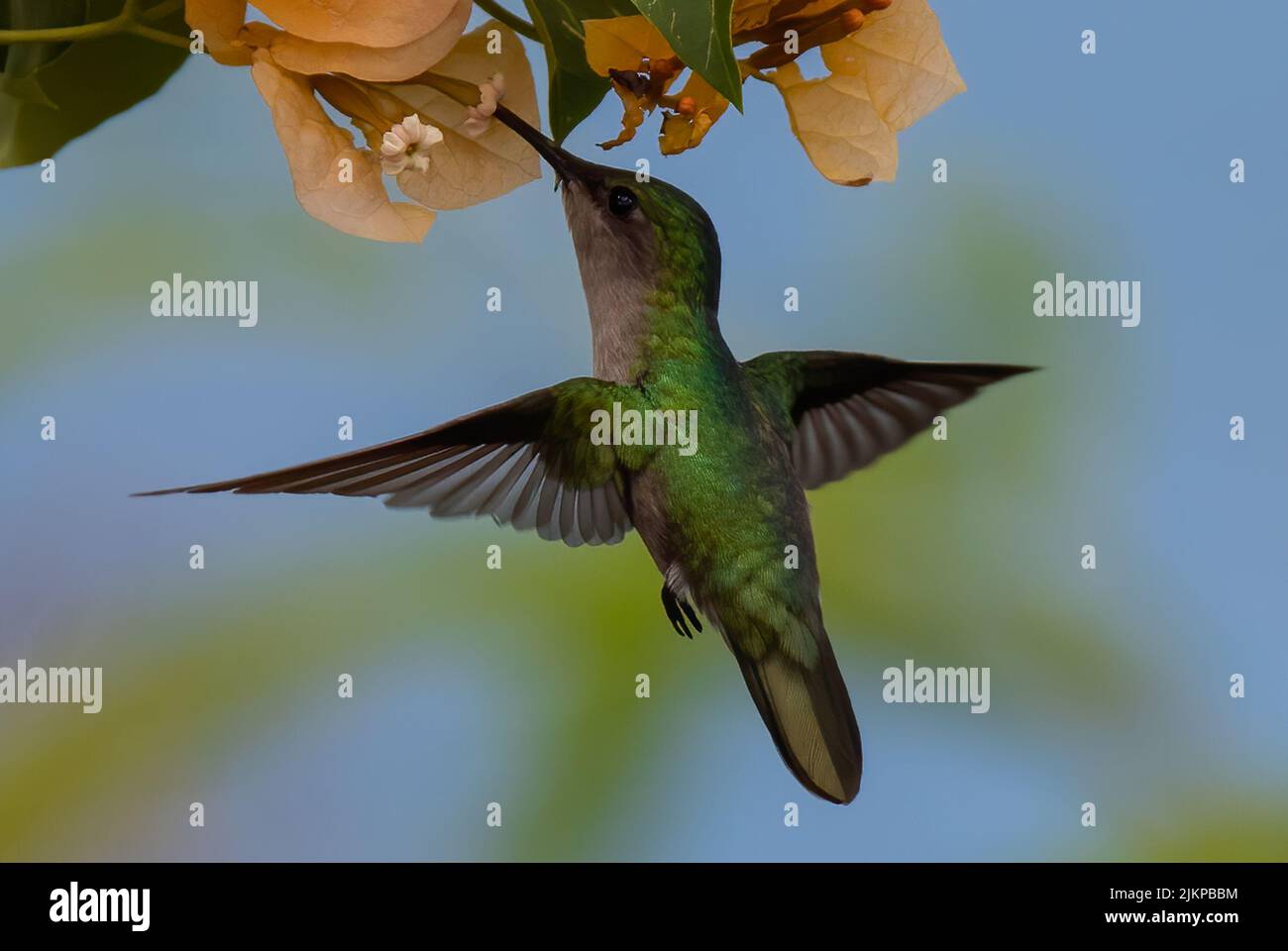 A close-up shot of a Hummingbird flying and approaching flowers in the ...